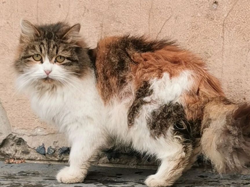Молодая кошечка, помогите спасти