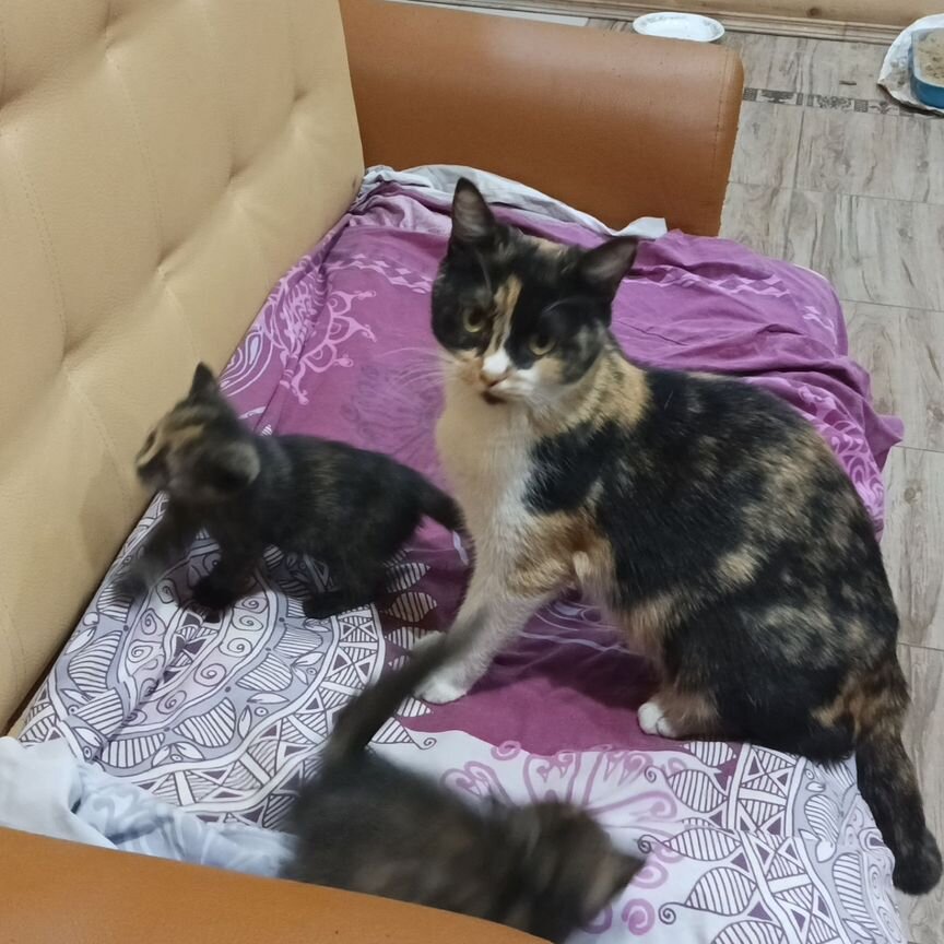 Котенок в добрые руки бесплатно