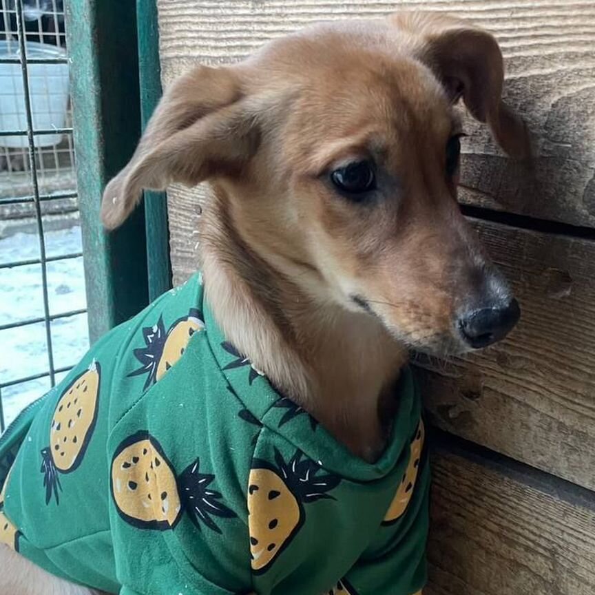 Щенок в добрые руки