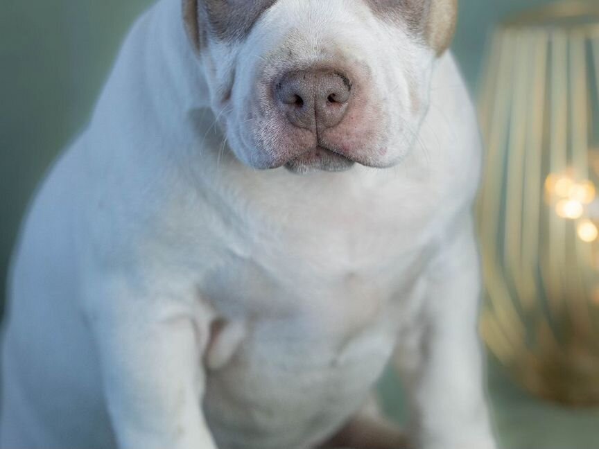 Американский булли щенки