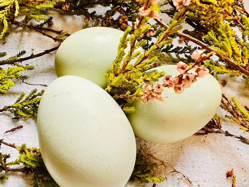 Инкубационное яйцо Амераукана и Марана