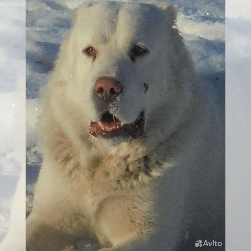 Вязка среднеазиатской Овчарки (Алабай)
