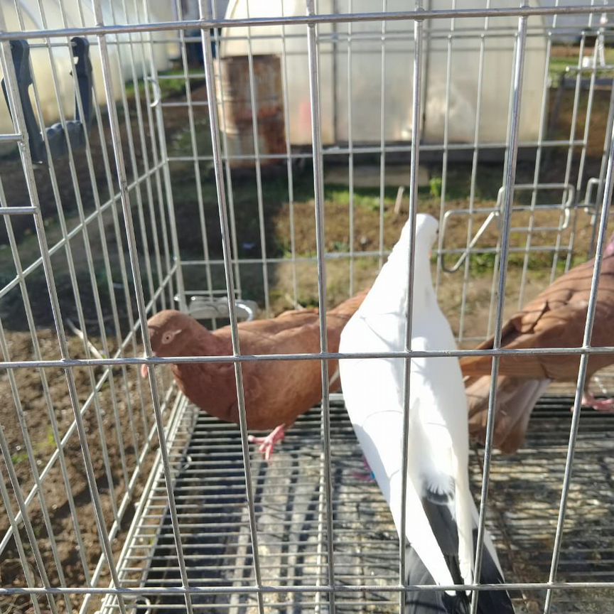 Бойные Голуби