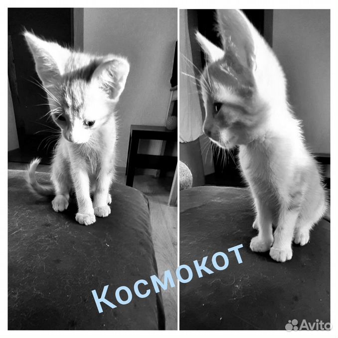 Котенок. Донской сфинкс метис