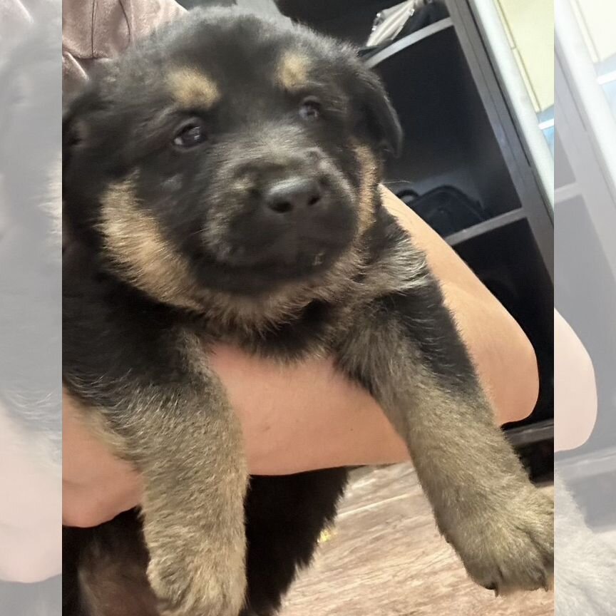 Щенята восточноевропейской овчарки (помесь )