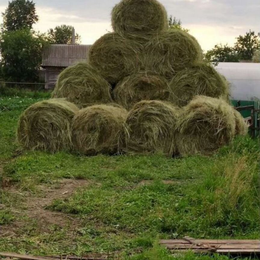 Продам сено в рулонах