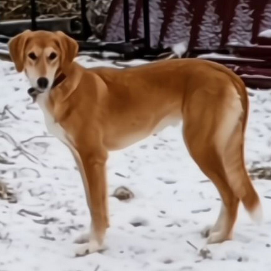 Афганская аборигенная борзая, щенок