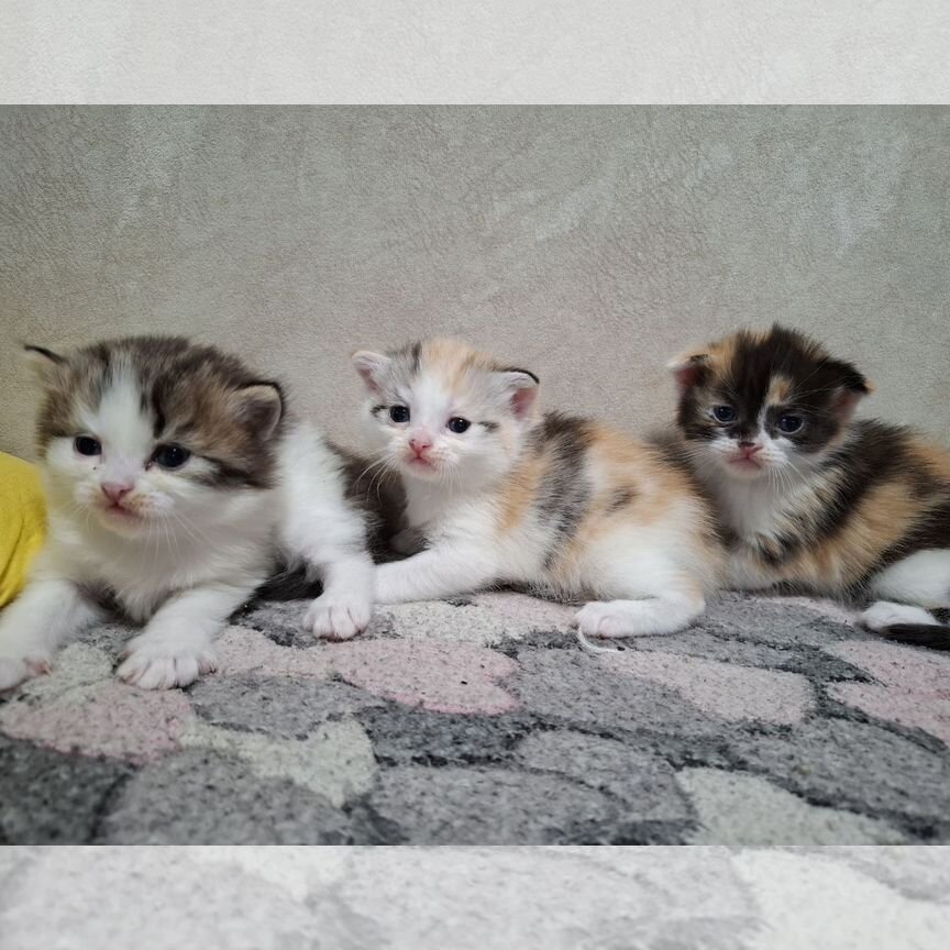 Шотландский вислоухий длинношёрстный котёнок