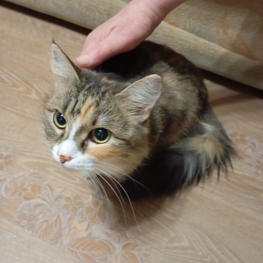 Новый подкидыш кот ищет дом