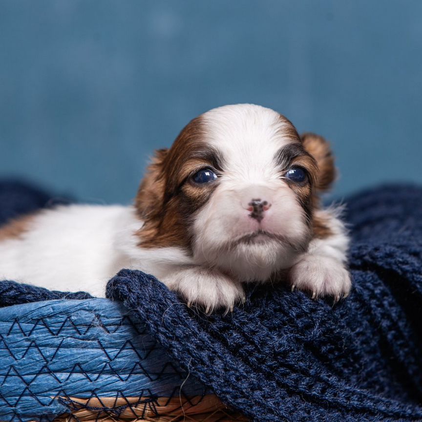 Щенки папийона