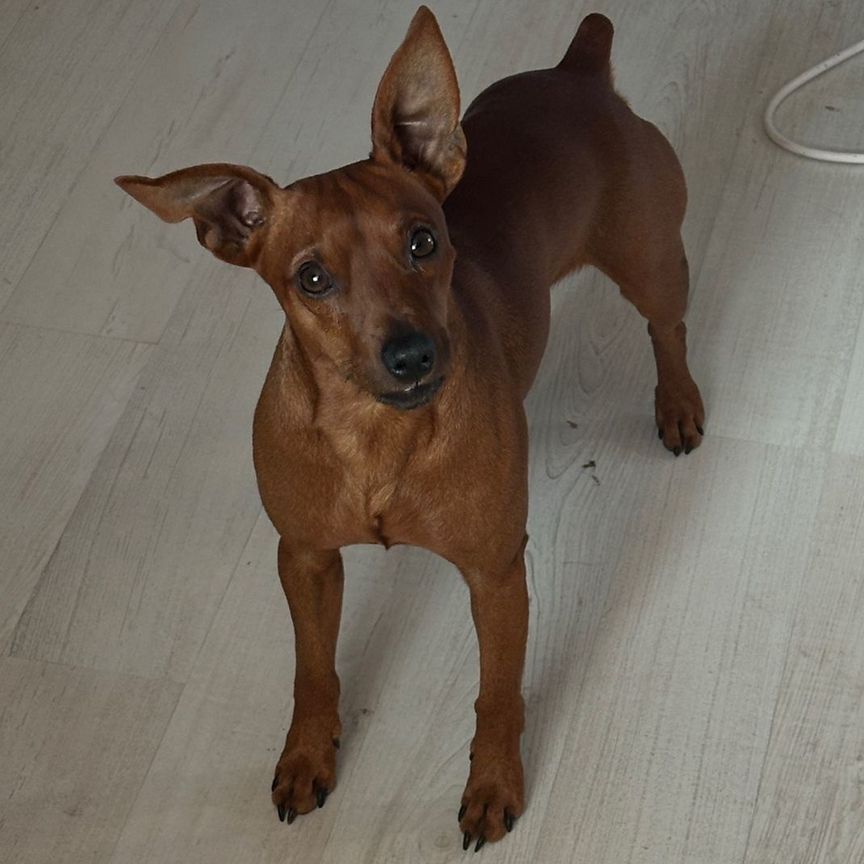 Цветпинчер вязка