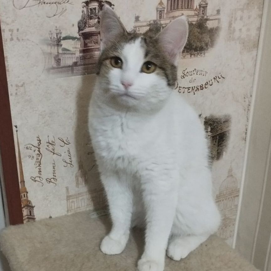 Котик