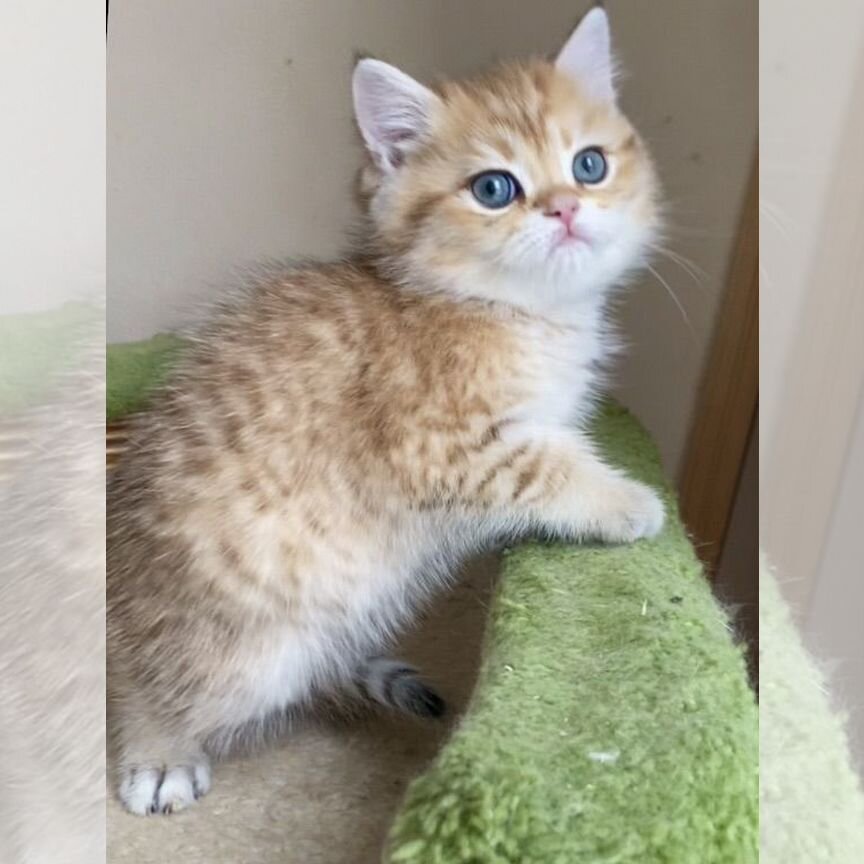 Британский короткошёрстный котёнок