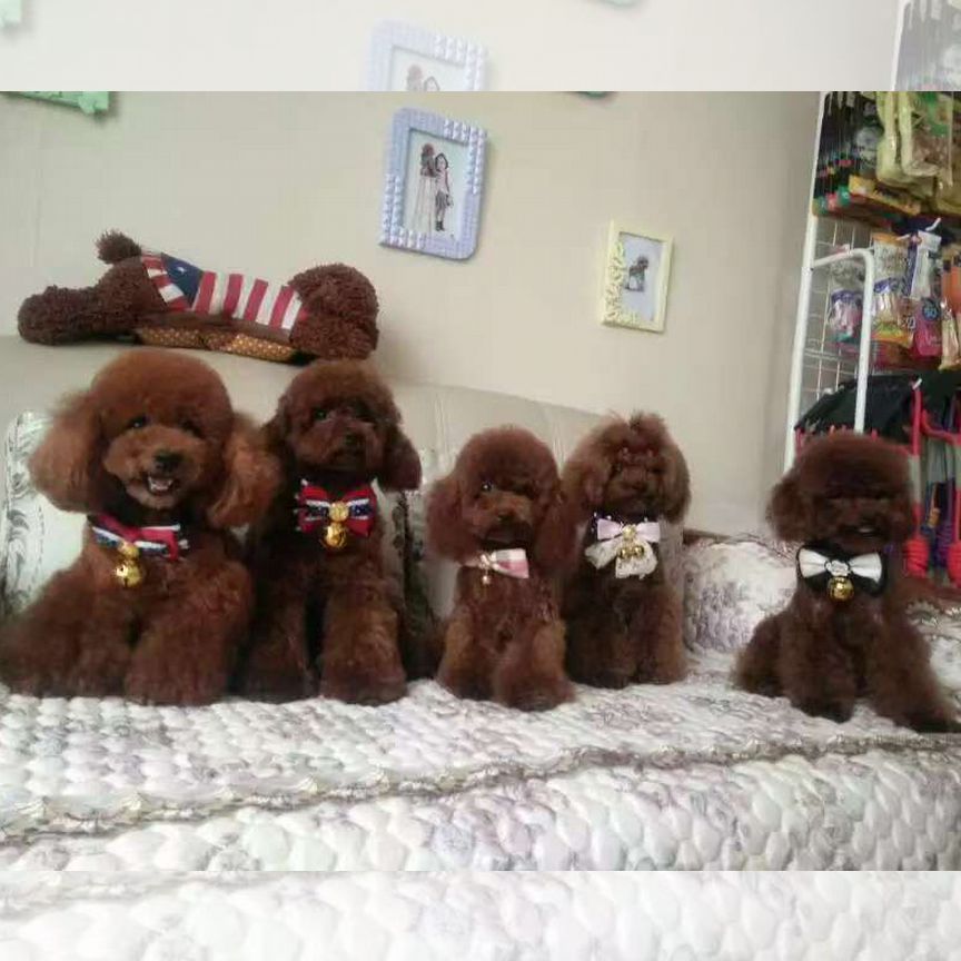 Той-пудель, щенок