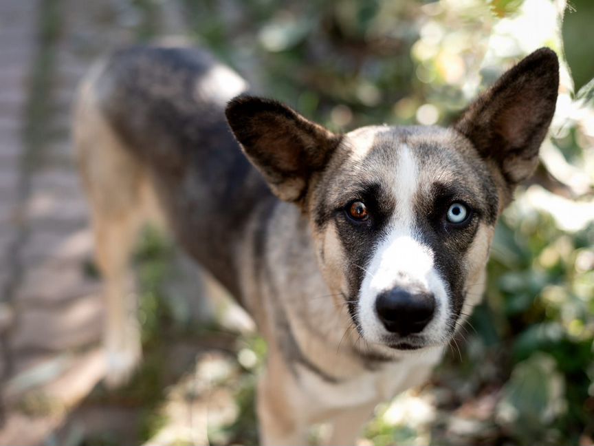 Жозефина метис хаски в добрые руки