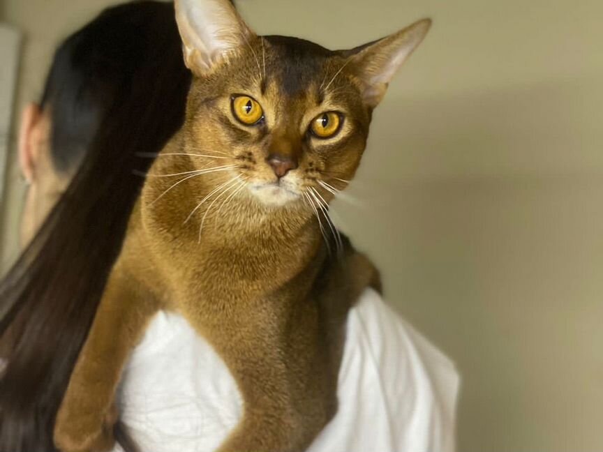 Ищем абессинкую невесту