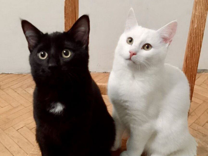 Котята в добрые руки бесплатно