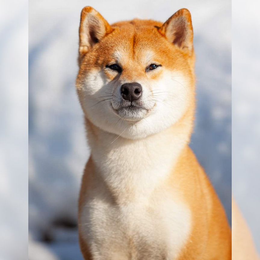 Сиба Ину
