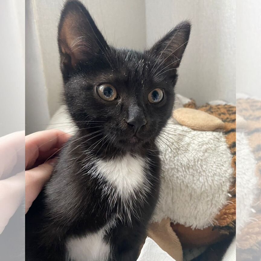 Отдаю в добрые руки котенка