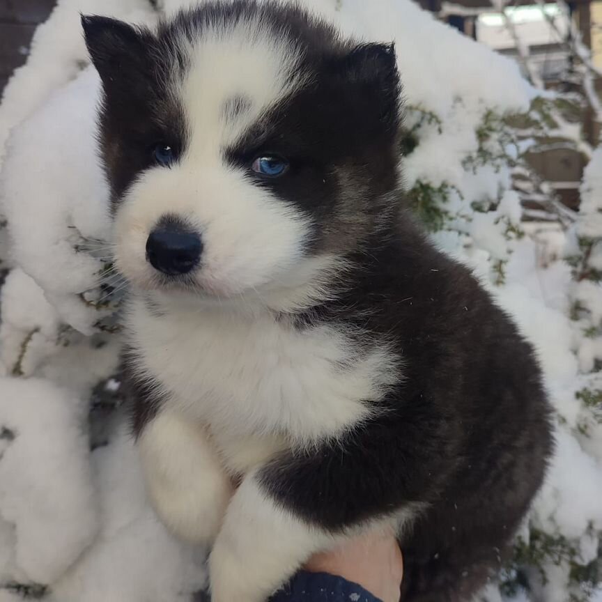Сибирский хаски, щенок