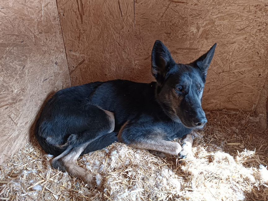 Лютика предали