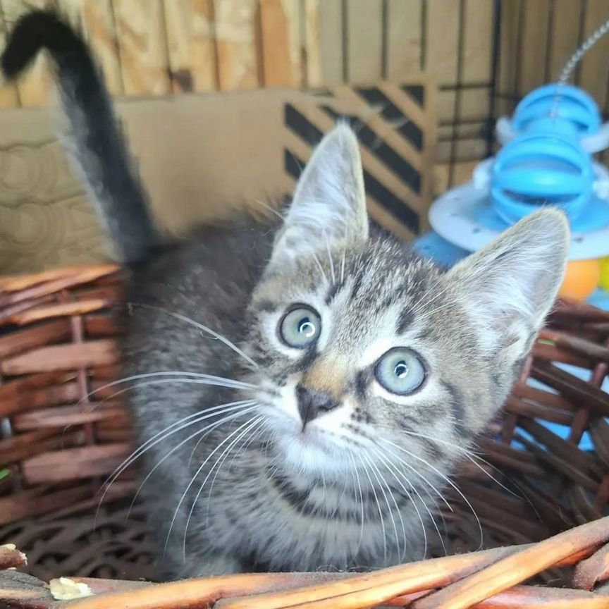 Котёнок в добрые руки