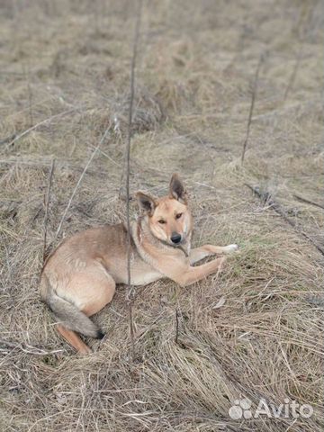 Собака в добрые руки отдам бесплатно