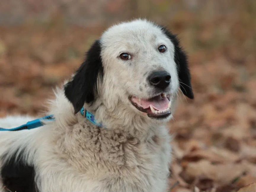 Собака в добрые руки