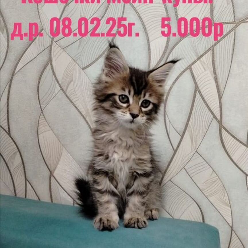 Кошечки Мейн-куны