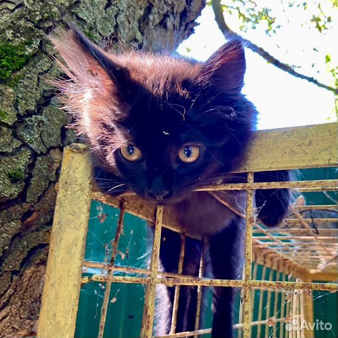Три двухмесячных котенка ищут добрые руки