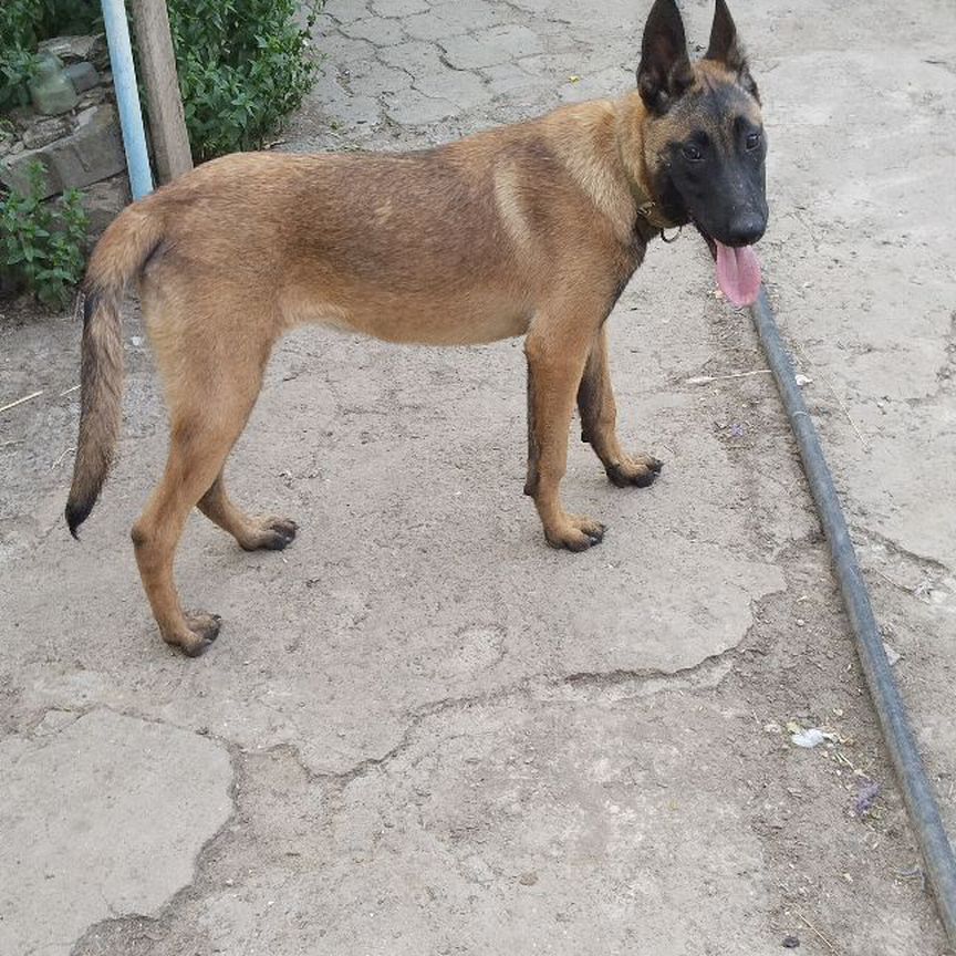 Мука малинуа