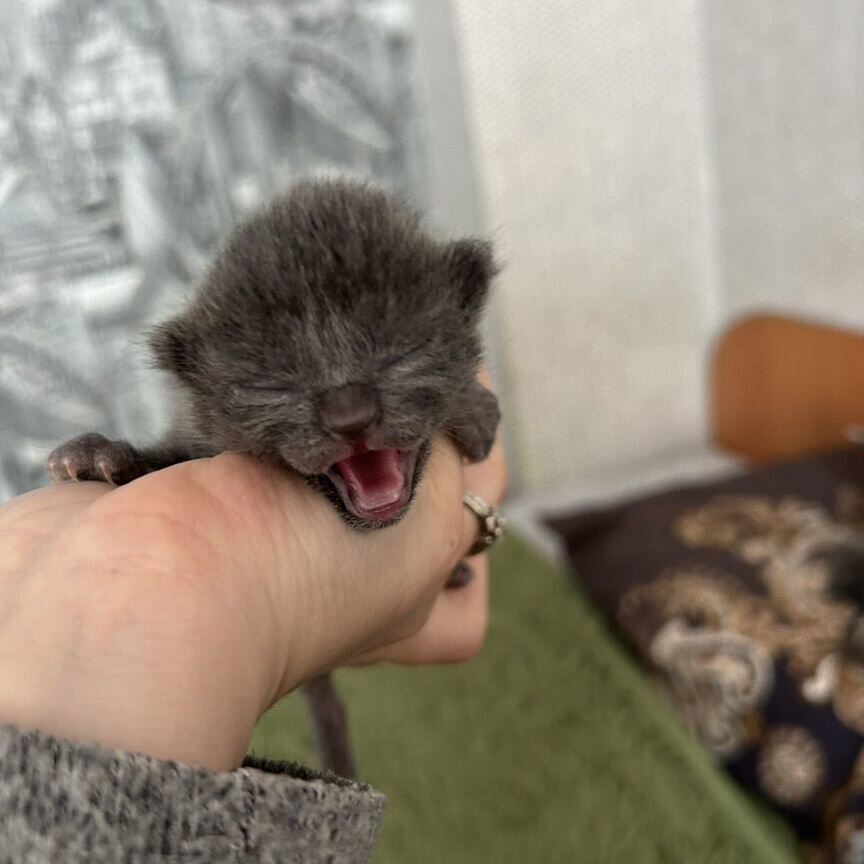 Отдам котят