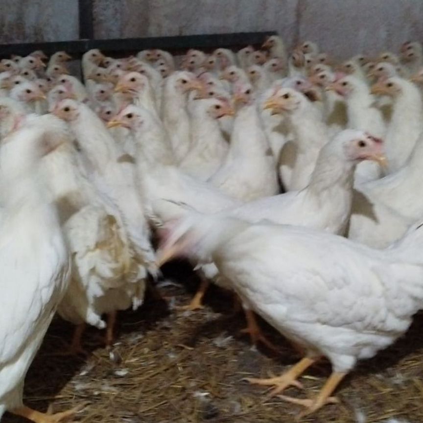 Куры несушки молодки леггорн