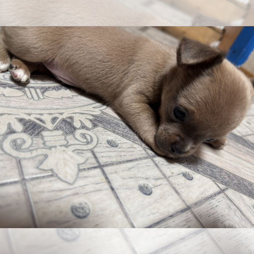 Щенок чихуахуа мальчик