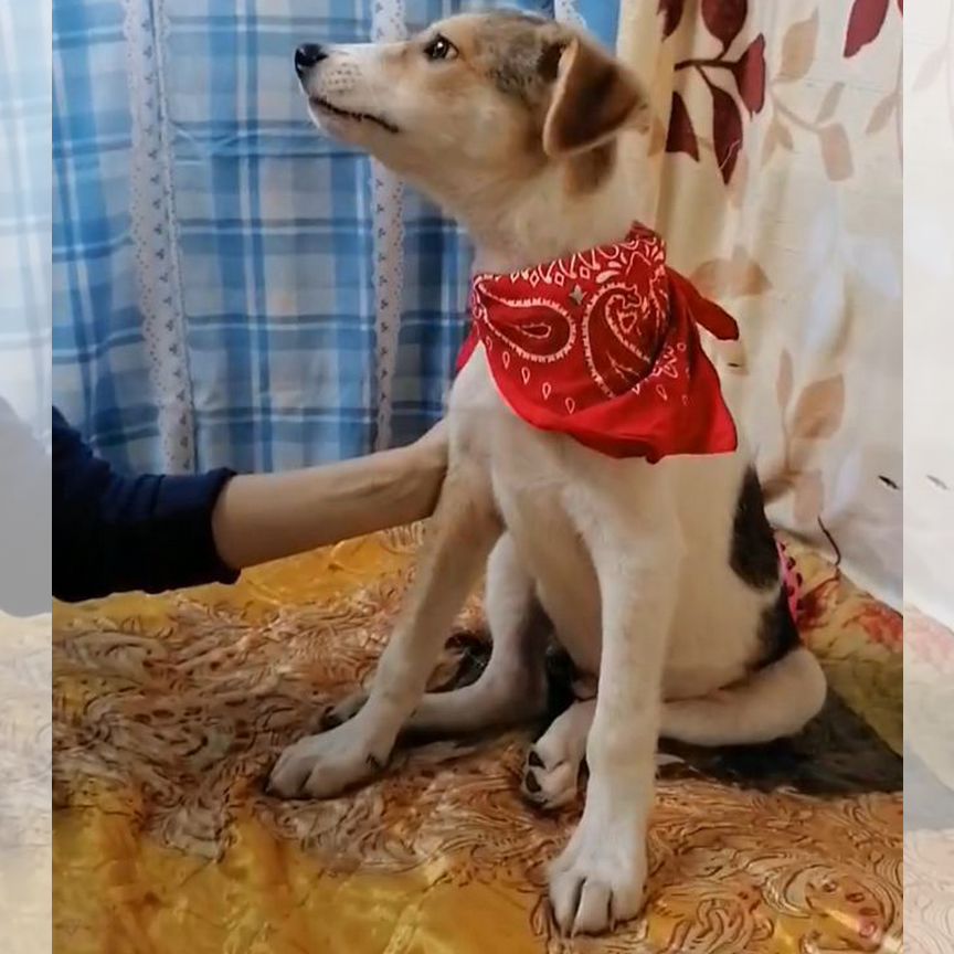 Чудесный щенок Мич ищет дом