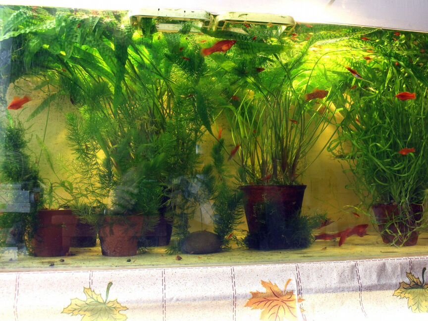 Растения для аквариума