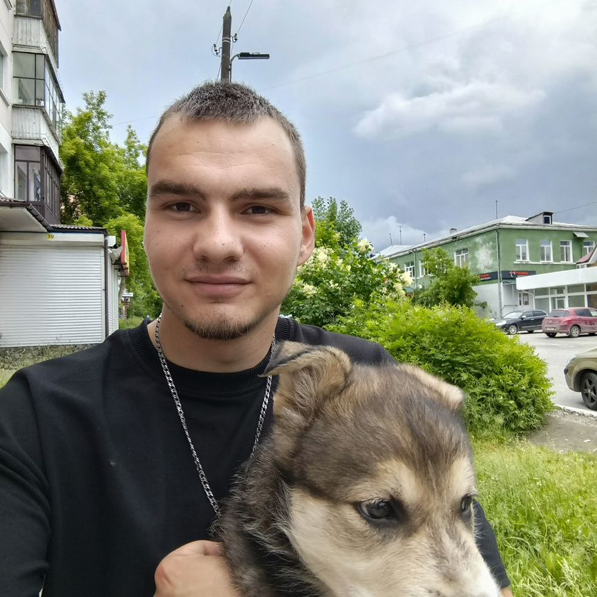 Щенок тихаский маламут