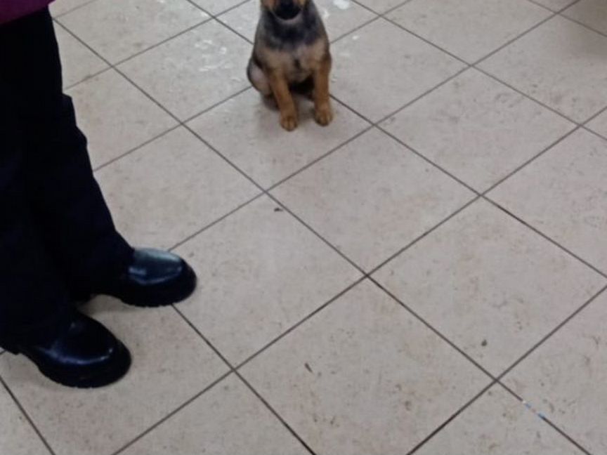 Щенок в ваш двор