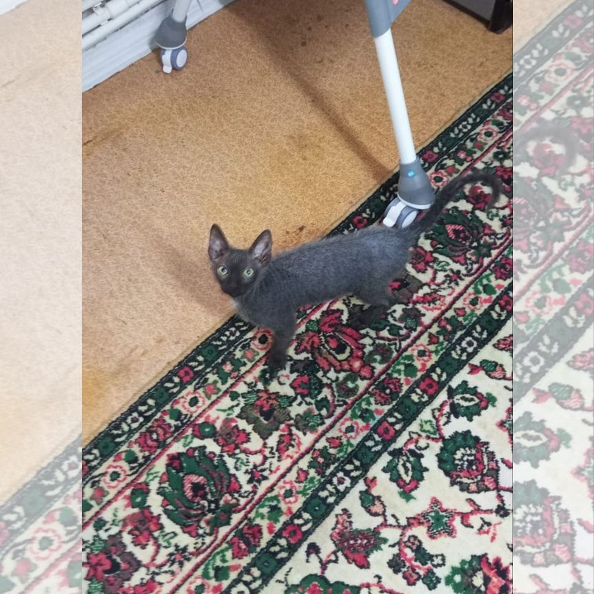 Канадский сфинкс котёнок