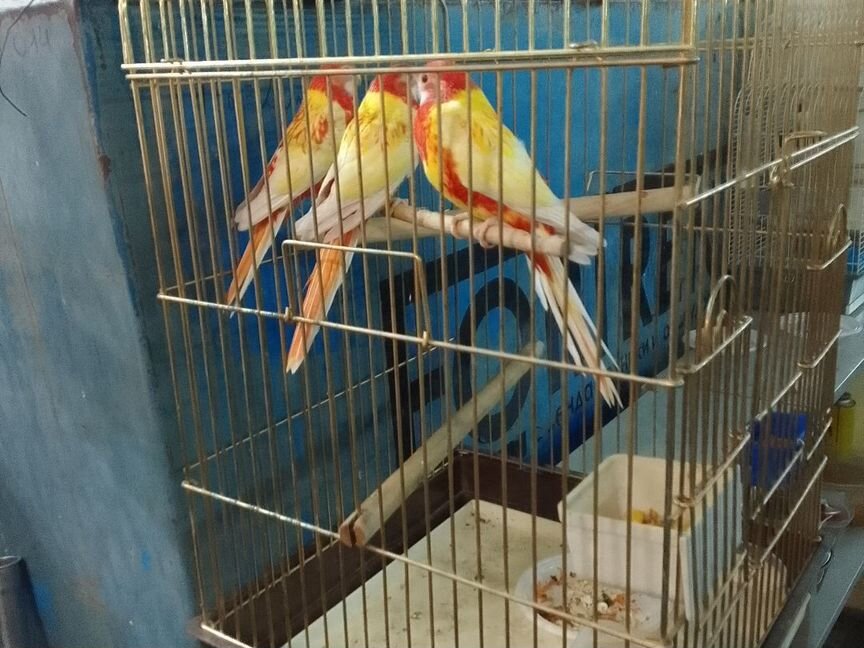 Попугай рубиновый розелла