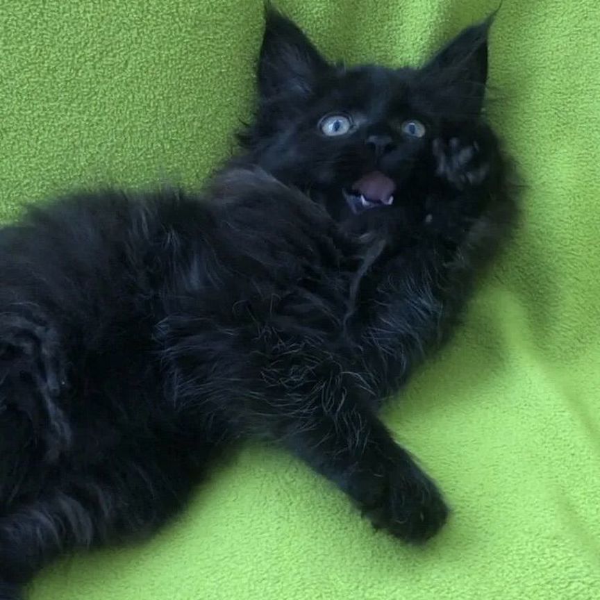 Сибирский котёнок