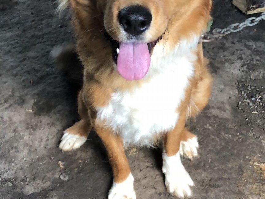 Собаки в добрые руки