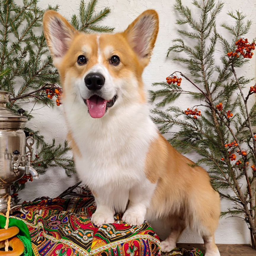 Вельш-корги (вязка)