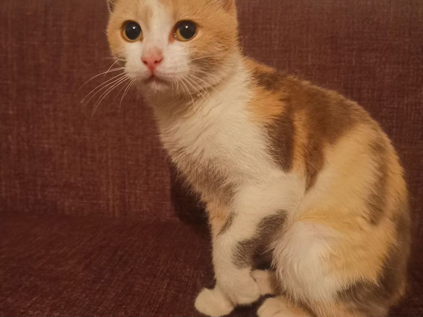 Котенок в добрые руки