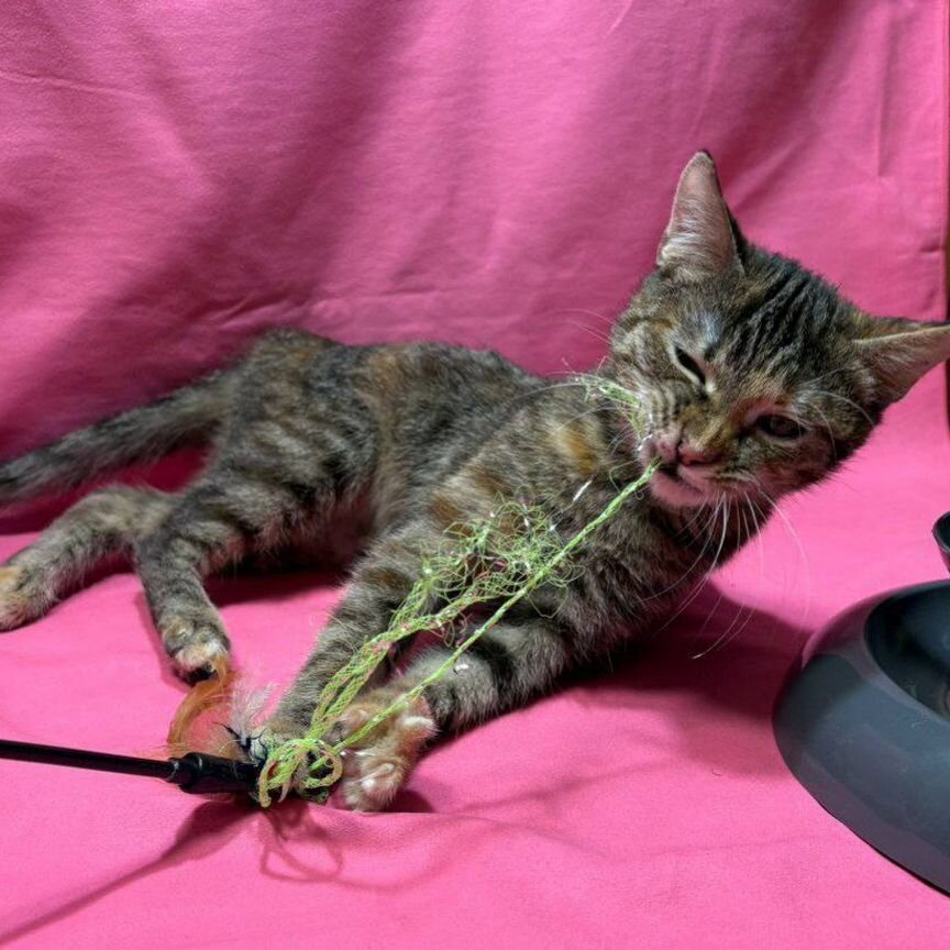 Азиатская табби котёнок