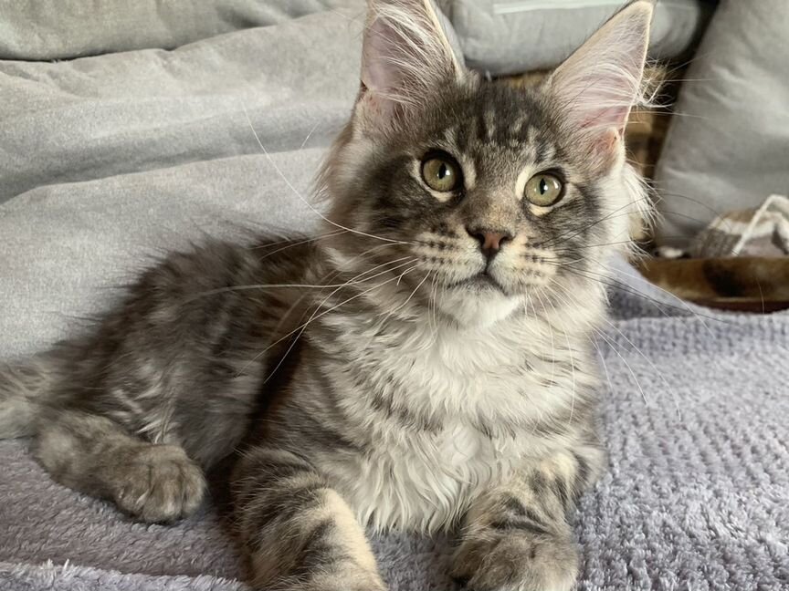 Котята мейн-кун