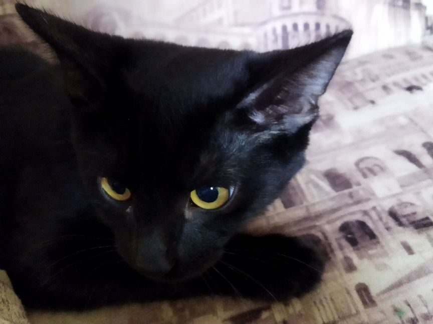 Спасенный черный котенок ищет себе новый дом