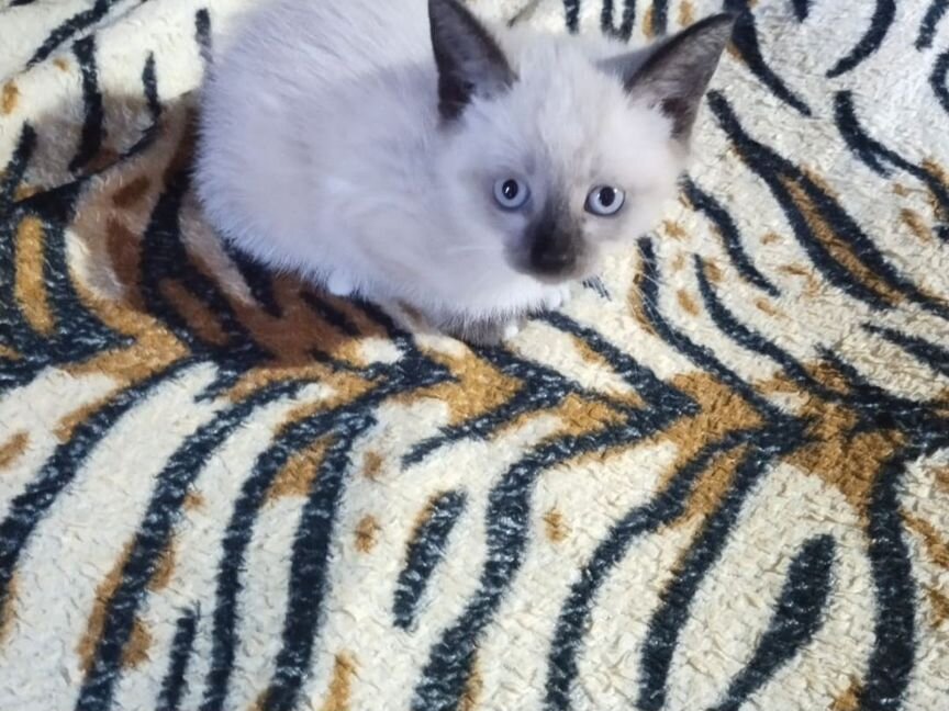 Котята Сноу Шу