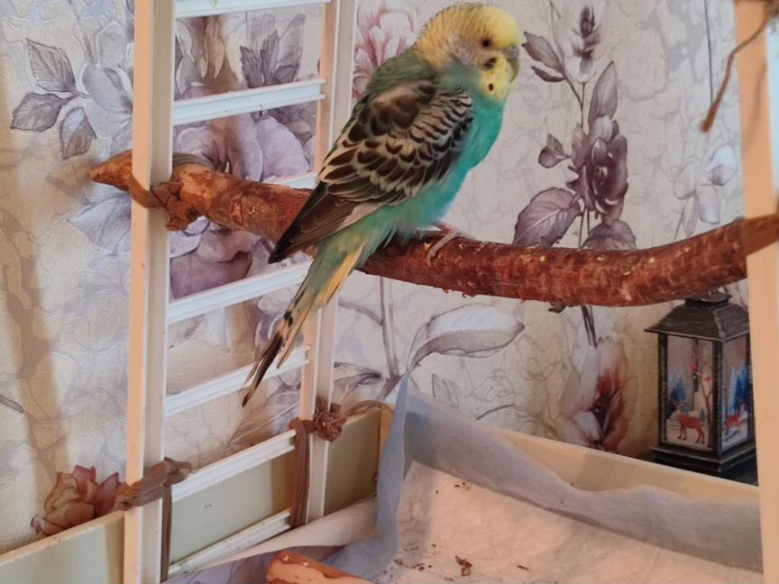 Волнистый попугай с клеткой