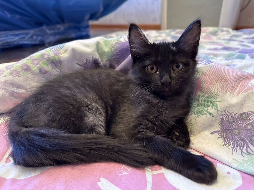 Котенок добрым людям